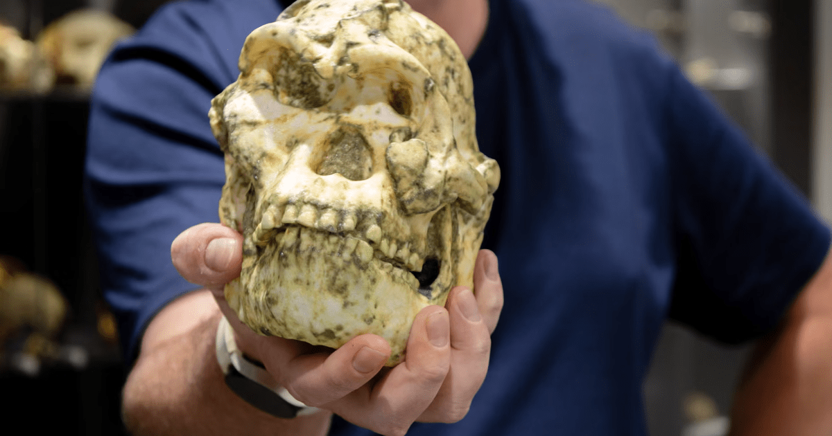 Será que o fóssil Little Foot é uma nova espécie humana ancestral ...